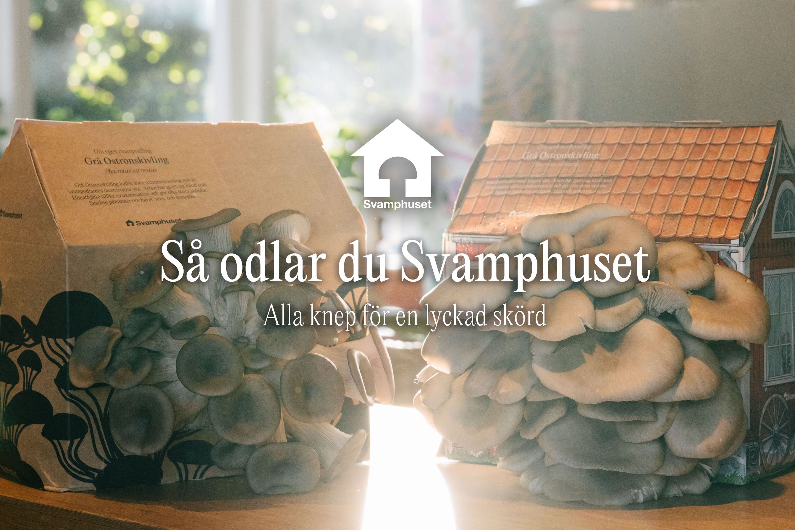 Odla svamp i ditt Svamphus steg för steg | Svamphuset