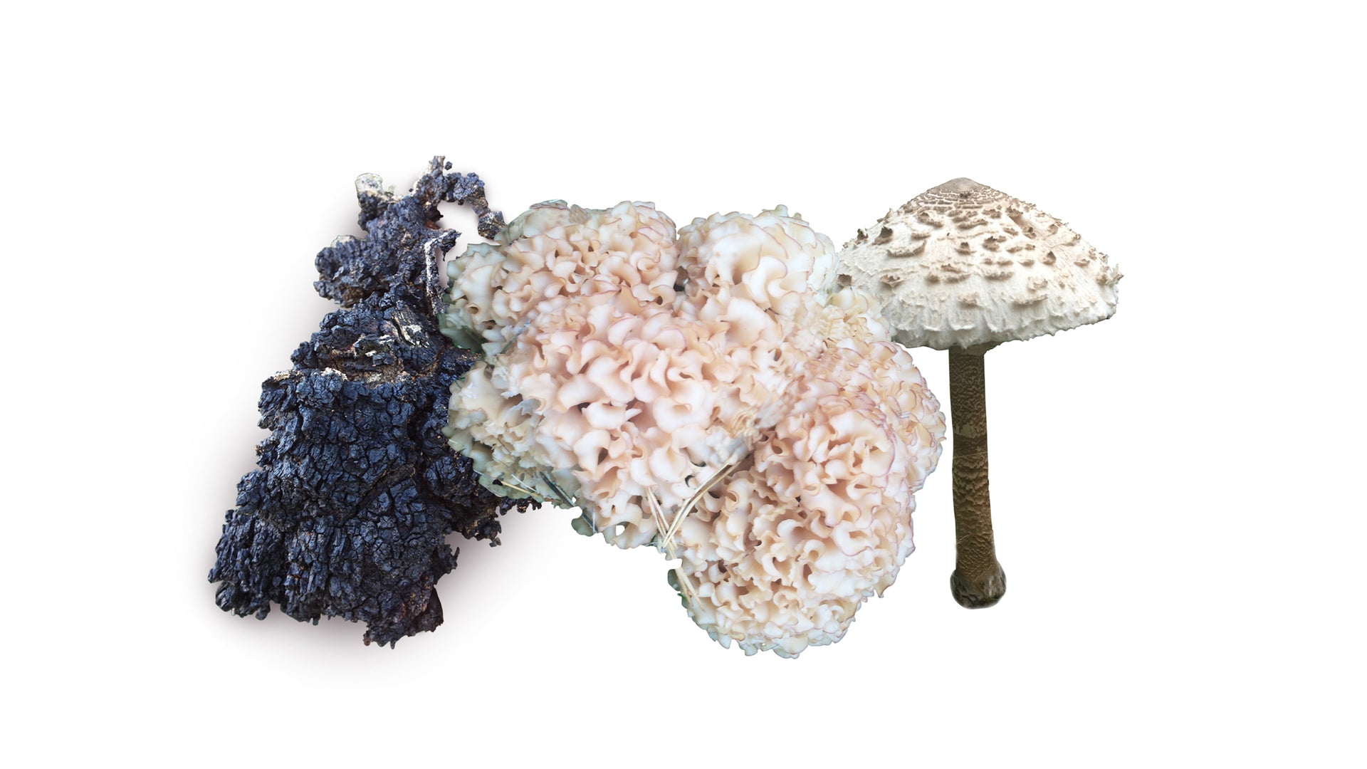 Ostronskivling | Odla Ostronskivling – Svamphuset