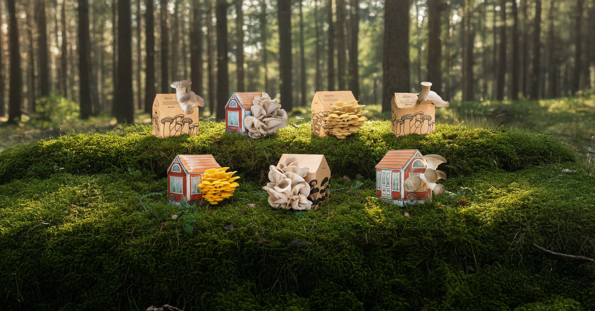 Grå ostronskivling: Den perfekta svampen att odla och äta i hemmet ...