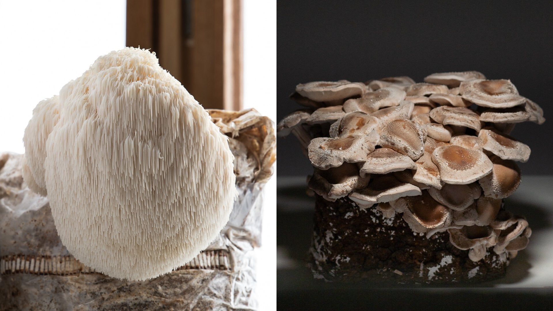 Så odlar du svamp på stock – Svamphuset