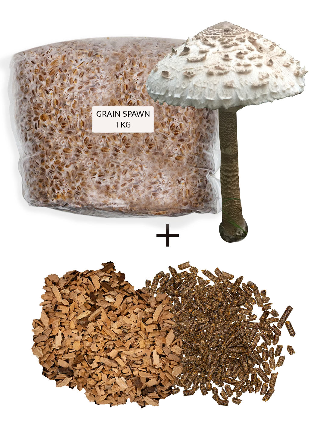 Parasol mushroom - Grain Spawn 1 kg (Macrolepiota procera) – Svamphuset